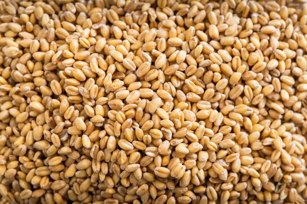 Wheat and Grain for Sale - Fieldstone Organics