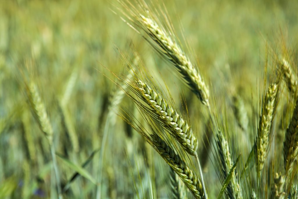 Organic Whole Grain Triticale - Fieldstone Organics