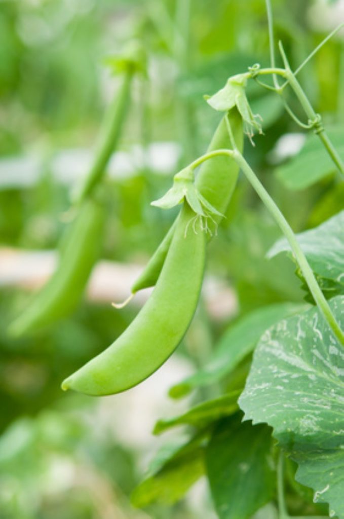 Organic Whole Yellow Peas - Fieldstone Organics